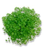 Interview - Jane Vassallo - Gourmet Herbs - Fine Food Wholesalers